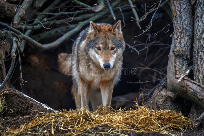 Gray Wolf (Canis Lupus) Emerging from Den Stock Illustration ...