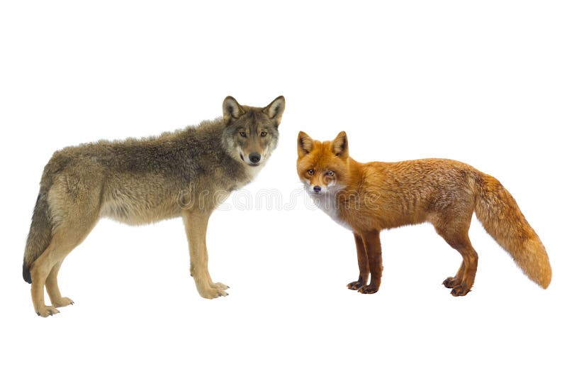 4,921 Gray Fox Stock Photos - Free & Royalty-Free Stock Photos from ...