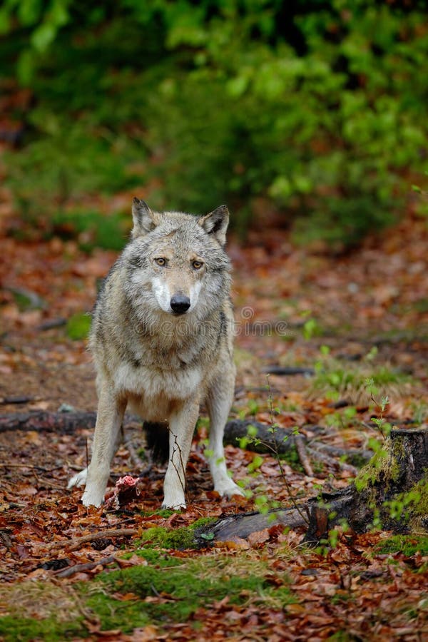 Gray Wolf, Canis Lupus, in the Spring Light Green Leaves Forest Stock ...