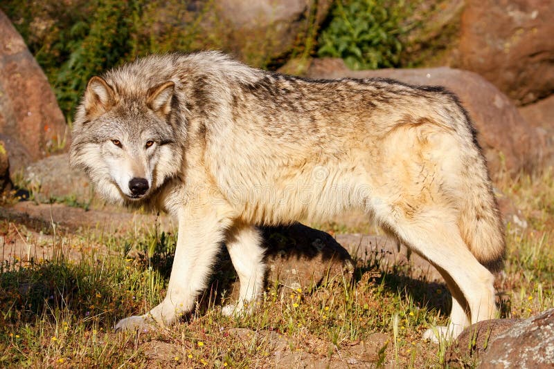 Gray wolf (Canis lupus) stock image. Image of wildlife - 64903091