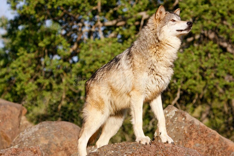 Gray wolf (Canis lupus) stock photo. Image of fauna, rocks - 64903132