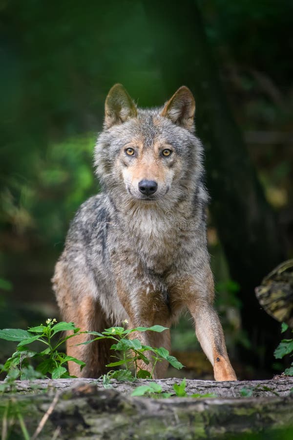 Gray Wolf, Canis Lupus, in the Summer Light, in the Forest Stock Image ...