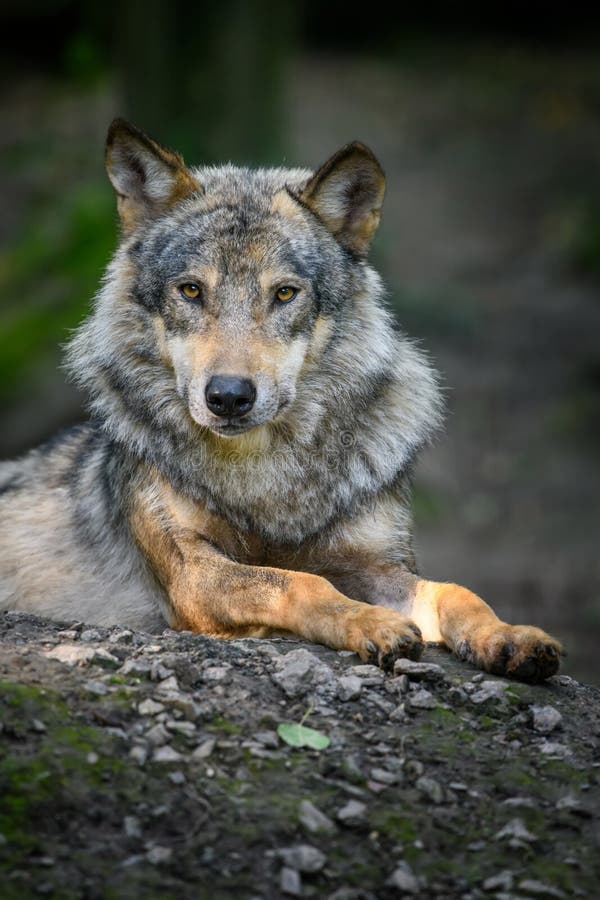 Gray Wolf, Canis Lupus, in the Summer Light, in the Forest Stock Image ...