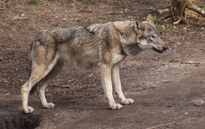Wolf Stands Still and Looks Stock Image - Image of canis, beauty: 123803079