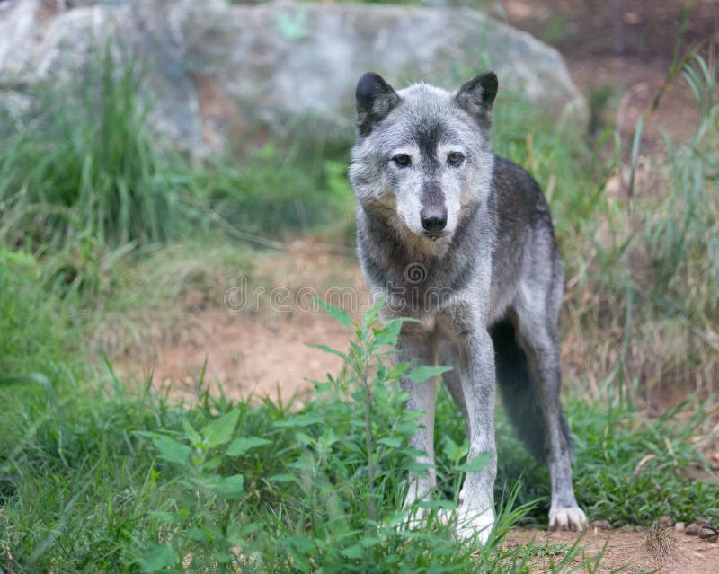 Gray Wolf stock photo. Image of canine, background, nature - 32835414