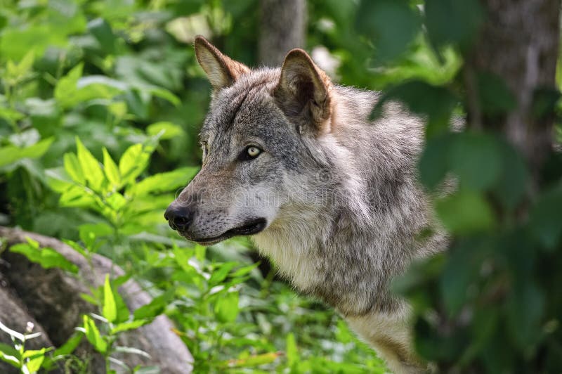 Gray Wolf Close Up Head Shot Regardant En Avant Photo stock - Image du ...