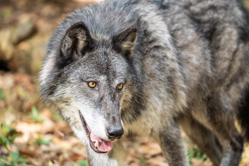 Beautiful Gray Wolf Close-up Portrait Stock Photo - Image of forest ...