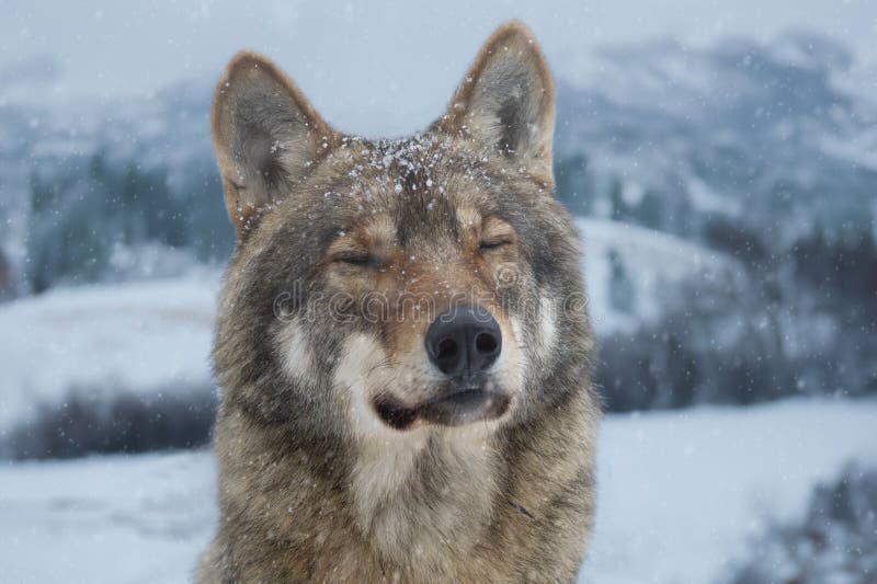 Gray Wolf Closed His Eyes while it Snowed Stock Image - Image of wolf, relax: 320486467