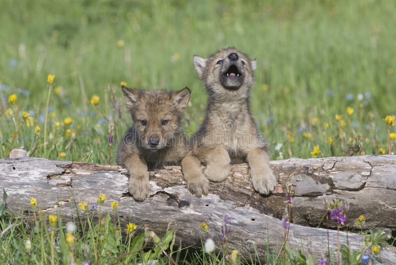 Gray wolf cubs stock image. Image of baby, cubs, animals - 5532243
