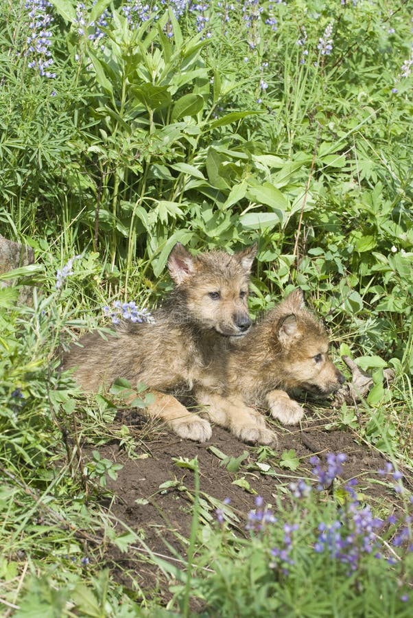 Gray wolf cubs stock photo. Image of wild, wolves, animal - 6104724