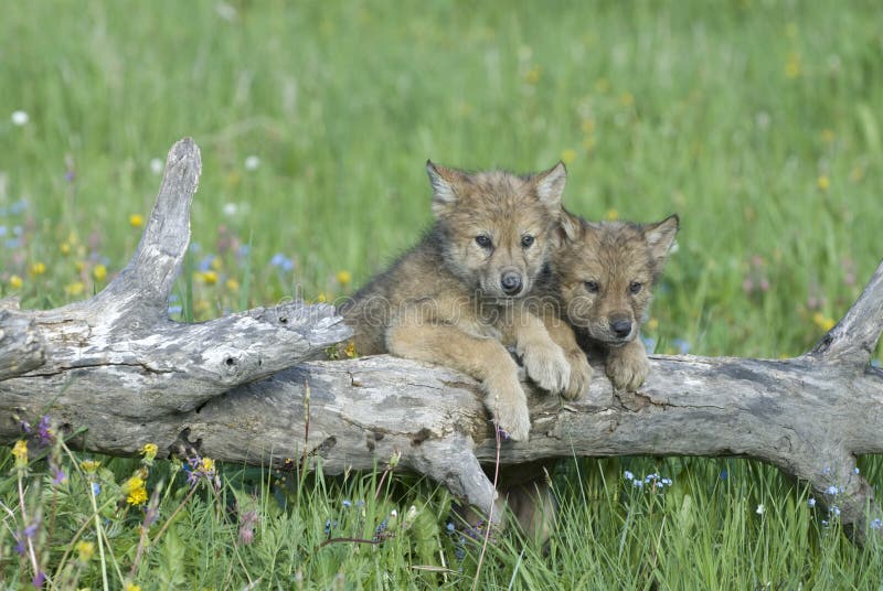 Gray wolf cubs stock image. Image of animal, nature, cubs - 6272857