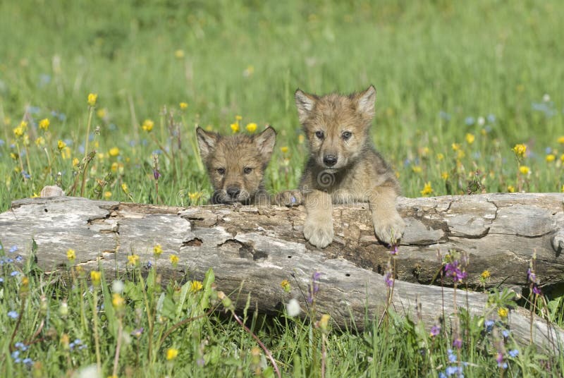 Gray wolf cubs stock image. Image of wildlife, nature - 6351823