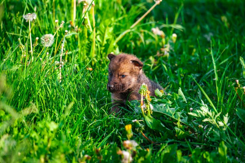 Gray Wolf Cubs in a Grass stock image. Image of lupus - 89185413