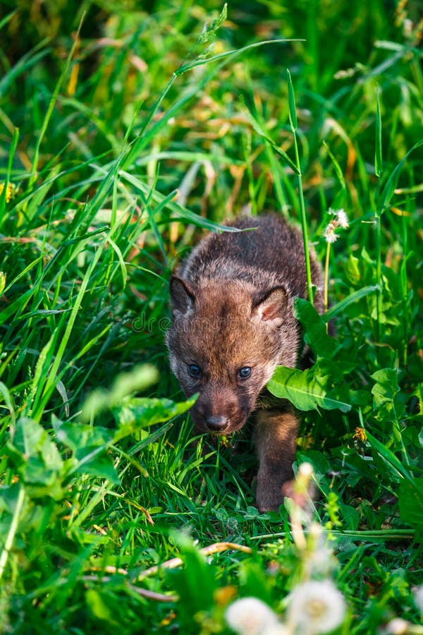 Gray Wolf Cubs in a Grass stock image. Image of mammal - 89185527