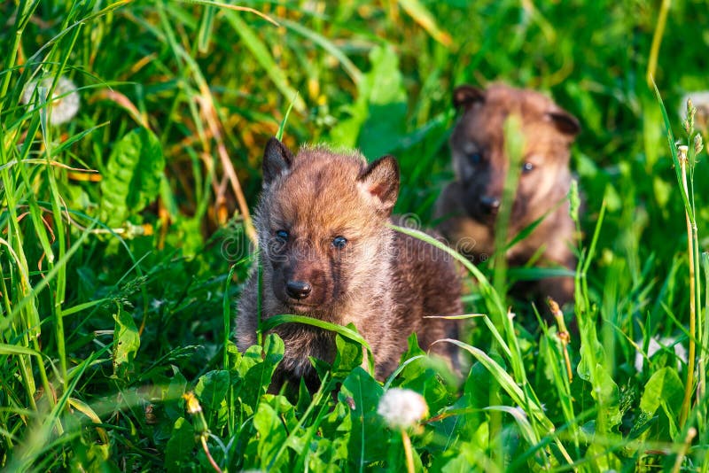 Wolf cubs stock photo. Image of cubs, nature, montana - 5486524