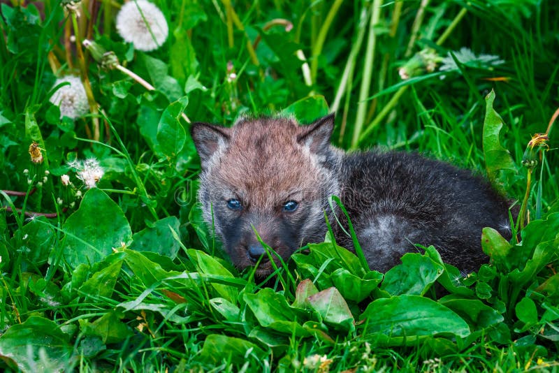 Gray Wolf Cubs in a Grass stock image. Image of wildlife - 89185751