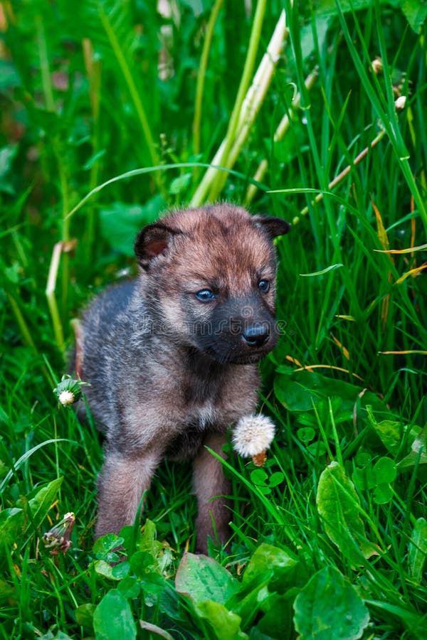 Gray Wolf Cubs in a Grass stock image. Image of close - 89185755