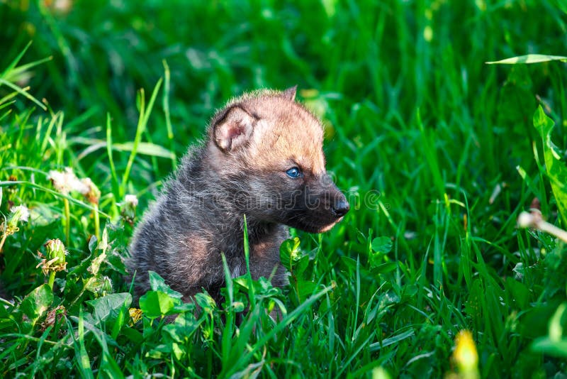 Gray Wolf Cubs in a Grass stock image. Image of wildlife - 89186475