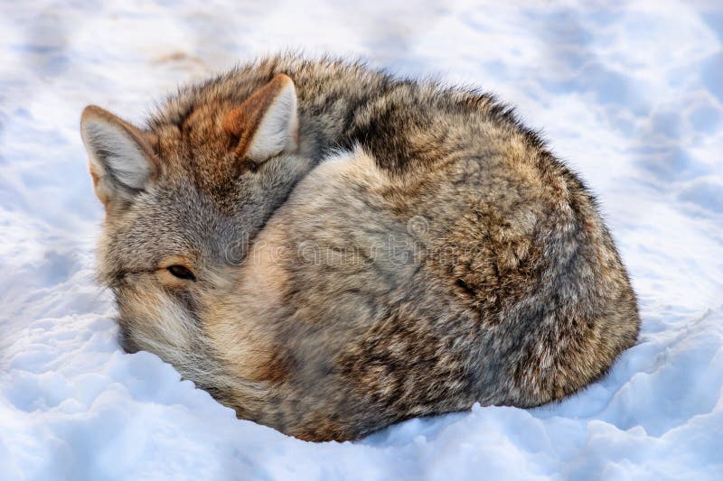 Gray Wolf Curled Up Snow Stock Photos - Free & Royalty-Free Stock Photos from Dreamstime