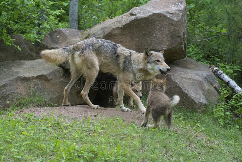 Gray Wolf at Den Surrounded with Pups. Stock Image - Image of canis ...