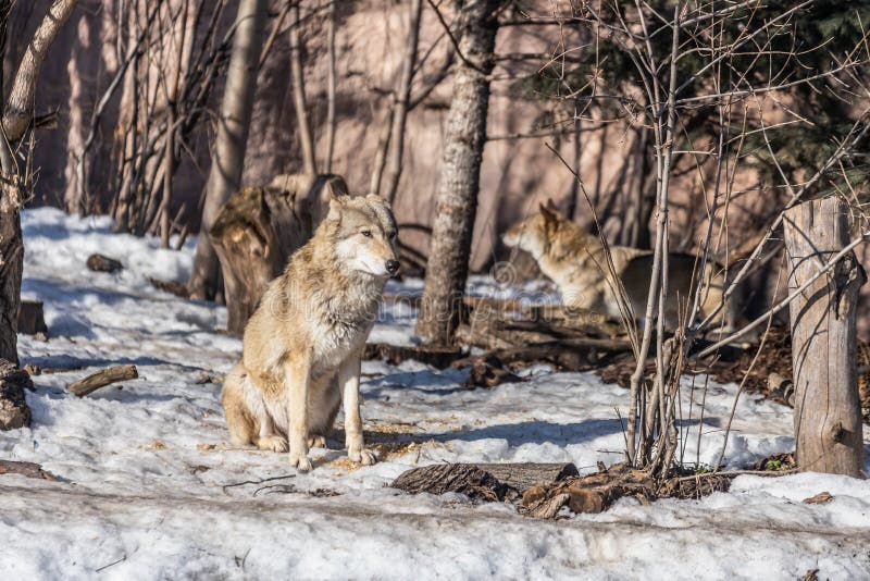 Gray Wolf or Eurasian Wolf, a Common Predator on the Territory of ...