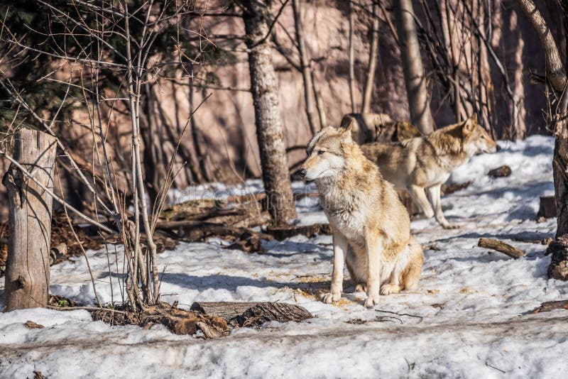 Gray Wolf or Eurasian Wolf, a Common Predator on the Territory of ...
