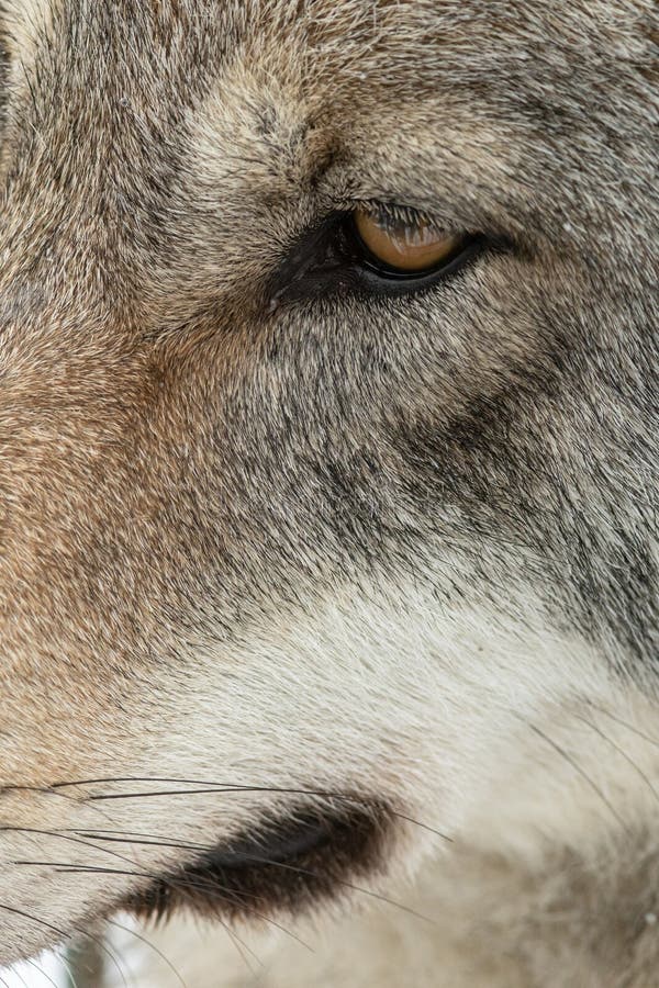 Wolf eye stock image. Image of arctic, eyes, beast, closeup - 23193915