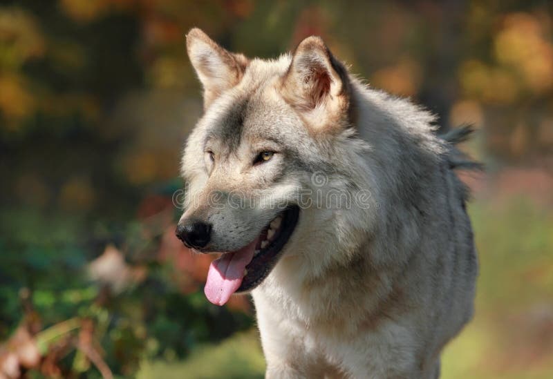 Gray wolf in autumn stock photo. Image of wildlife, mammal - 28045336