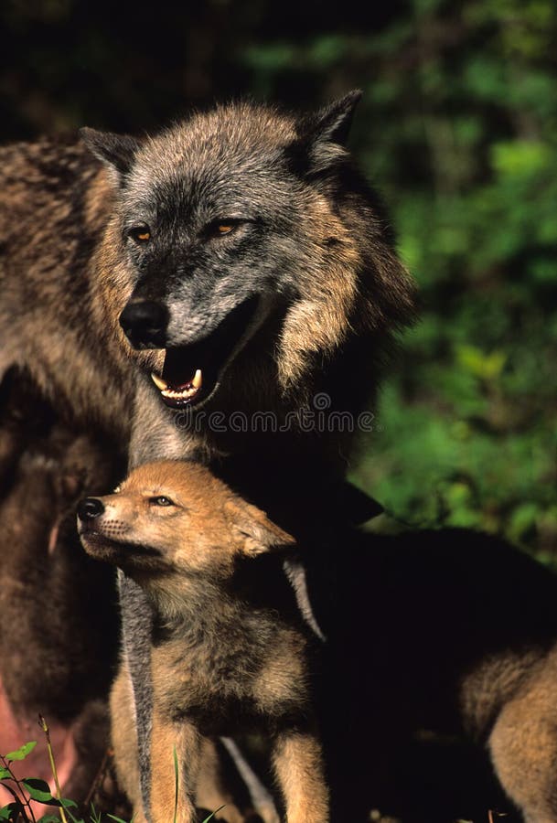 Gray Wolf Female And Young Interacting Stock Image - Image of outdoors ...