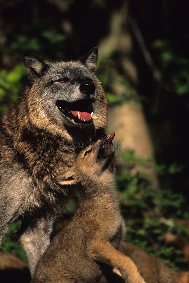 Cute Gray Wolf Pup stock photo. Image of predator, animal - 10592194