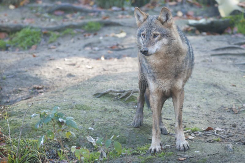 Gray Wolf in forest stock photo. Image of romania, forest - 29055470