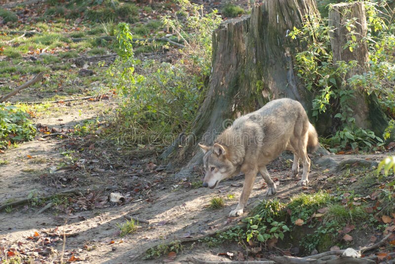 Gray Wolf in forest stock image. Image of mammal, wood - 29643119