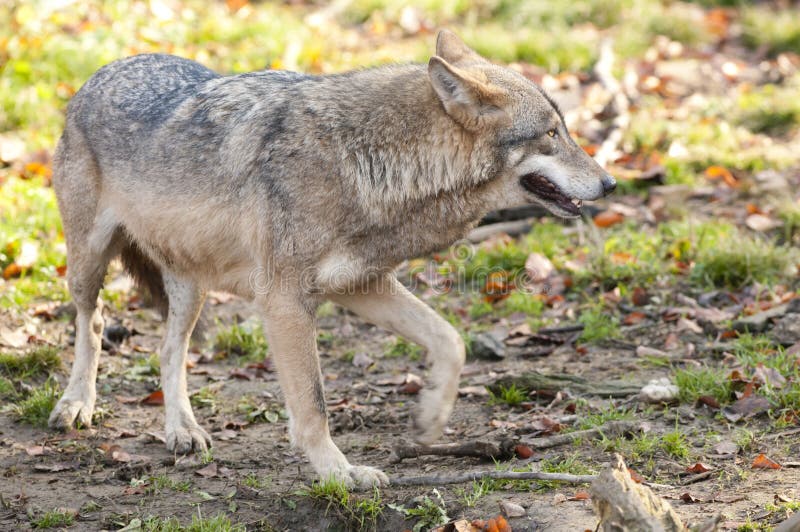 Gray Wolf in forest stock photo. Image of carnivore, autumn - 29643490