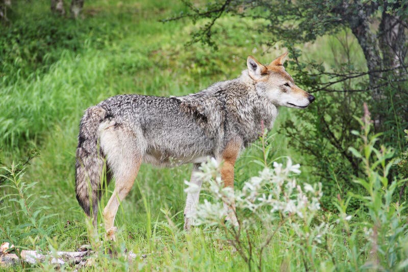Gray Wolf in forest stock photo. Image of wood, natural - 33310982