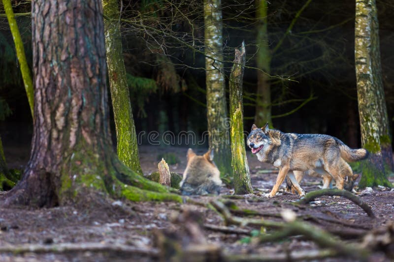 Gray wolf in forest stock image. Image of grey, mammal - 68719009