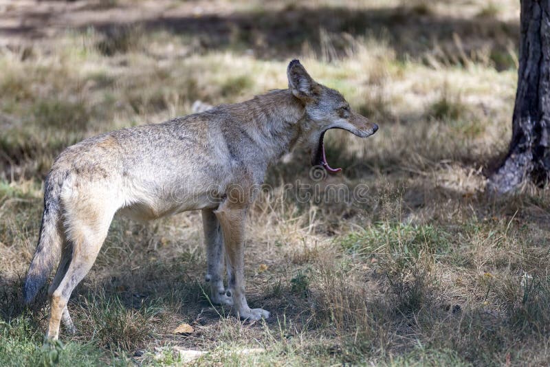 Gray wolf in the forest stock image. Image of head, grey - 279948617