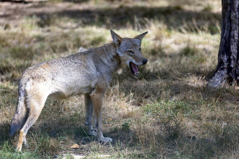 Gray wolf in the forest stock image. Image of nature - 283119041