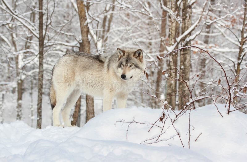 Gray wolf stock image. Image of snow, winter, power, mammal - 36531217