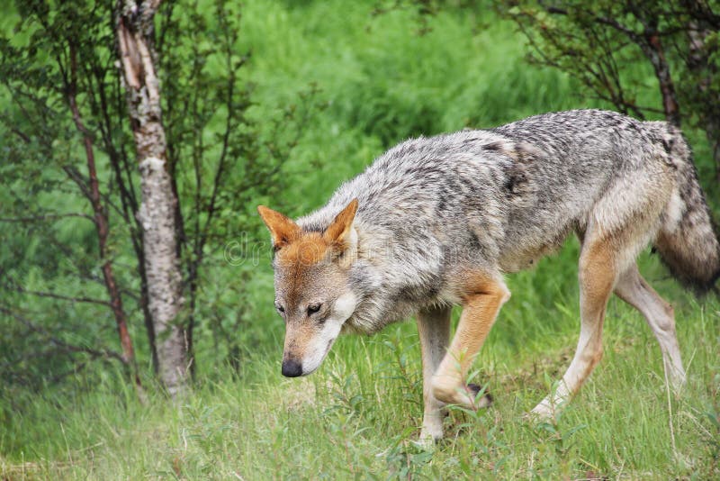 Gray Wolf in forest stock photo. Image of wood, natural - 33310982