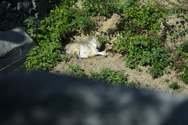 Gray wolf editorial stock photo. Image of kyiv, furry - 121943428