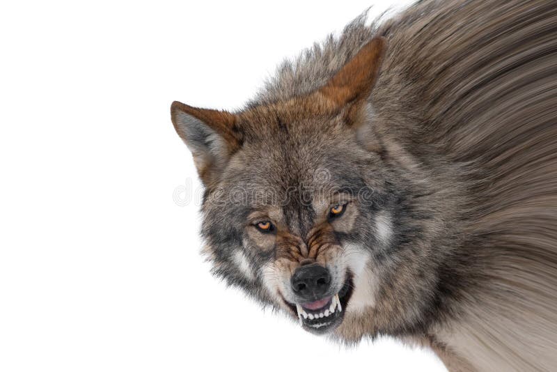 Gray Wolf with a Grin is Isolated on White Background Stock Image ...