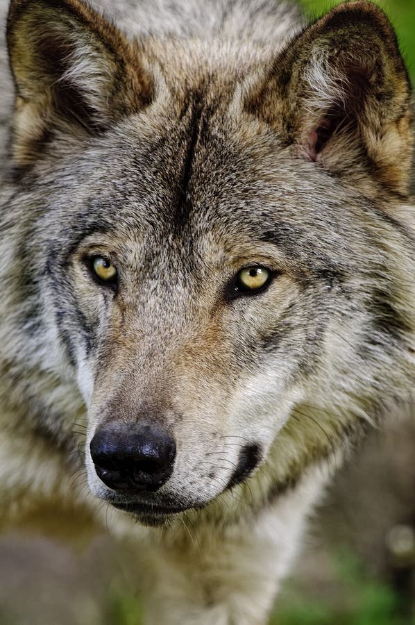 Gray Wolf Head Shot imagen de archivo. Imagen de despredador - 127632755