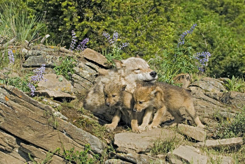 8+ Cubs wolf Free Stock Photos - StockFreeImages