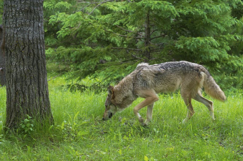 Gray Wolf Met Jong in Groen Gras Stock Foto - Image of baby ...