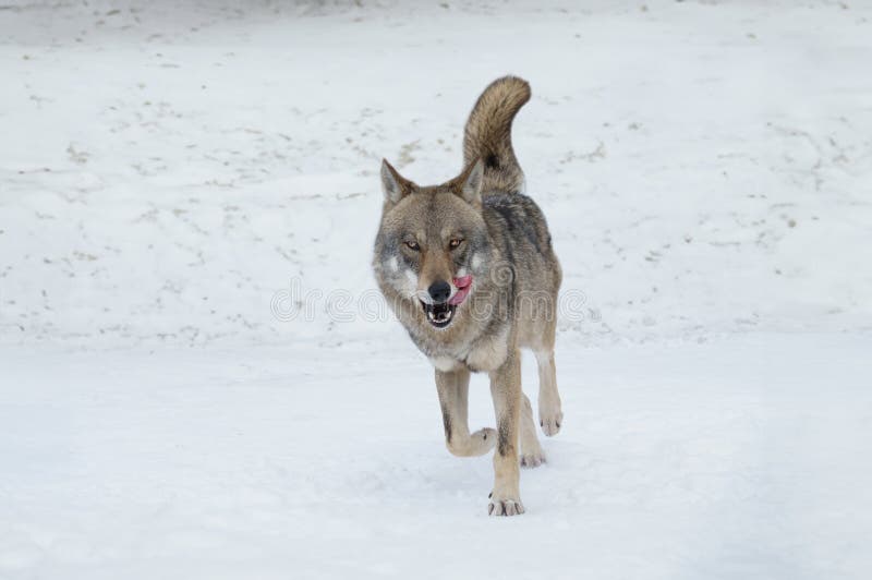Gray Wolf with His Tongue Hanging Out Running in Snow Stock Photo ...