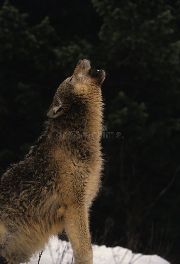Wolf howling in Sunset stock photo. Image of howl, wild - 10110398