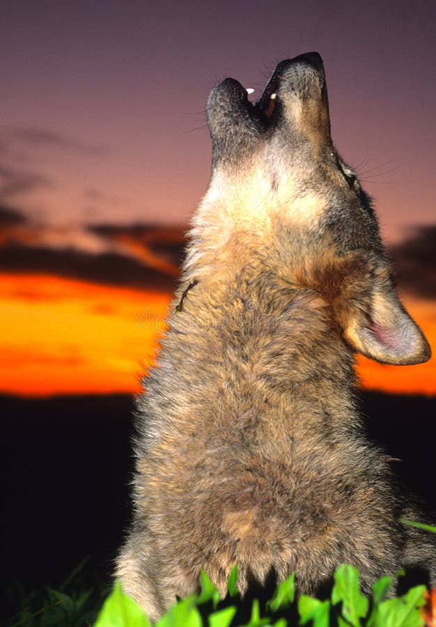 Gray Wolf Howling at Sunrise Stock Image - Image of wildlife, mammal ...