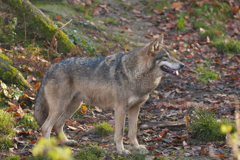 Gray Wolf im Wald stockbild. Bild von raub, wild, herbst - 29643371