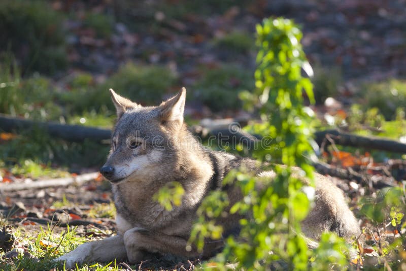 Gray Wolf Sitting stock image. Image of nature, wildlife - 29643249