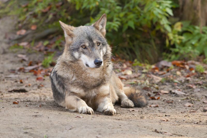 Gray Wolf Sitting stock image. Image of nature, wildlife - 29643249
